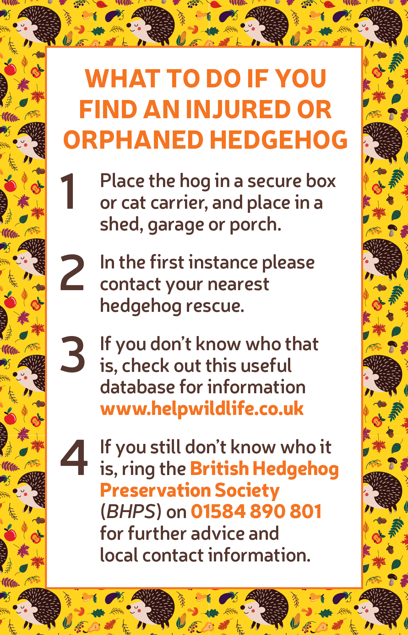 What To Do If You Find An Injured Or Orphaned Hedgehog Hedgehog Rescue