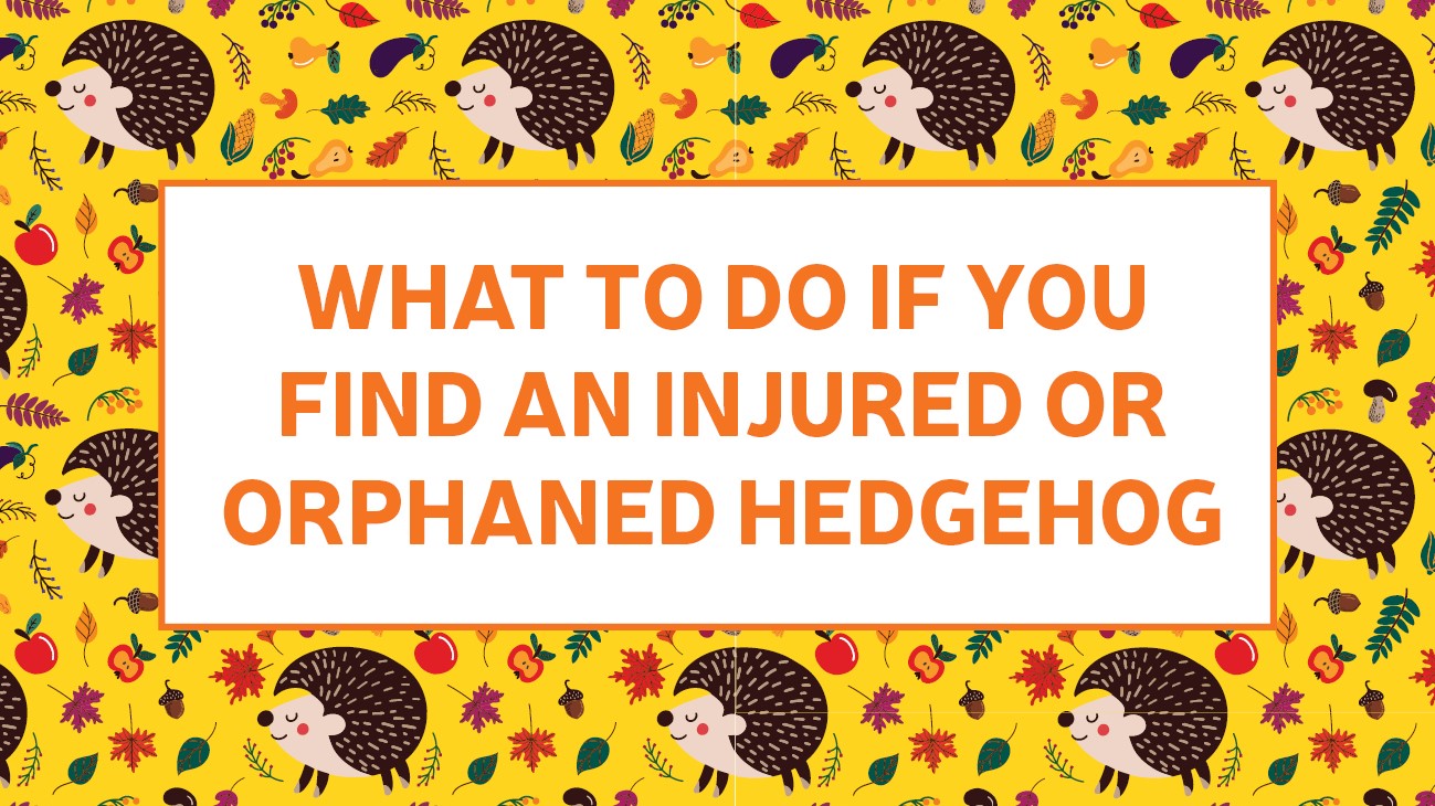 What To Do If You Find An Injured Or Orphaned Hedgehog Hedgehog Rescue